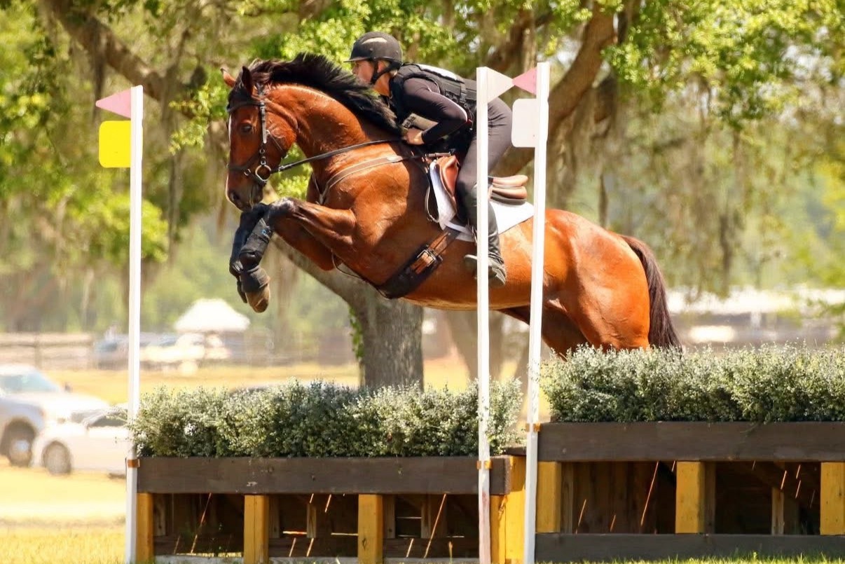 Current Sale Horses – Alfalfa and Omega Farm